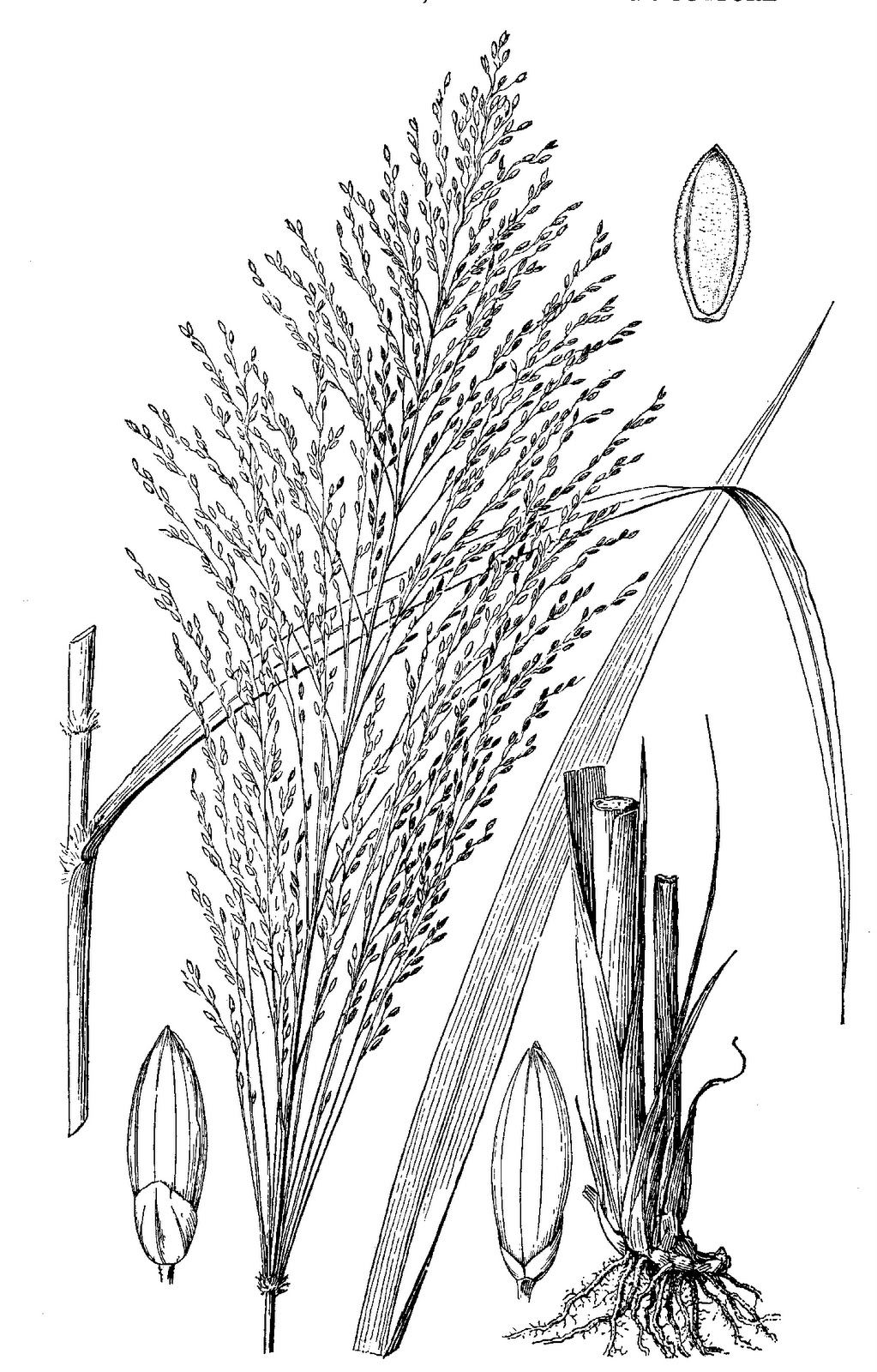 Malezas Comestibles: Pasto Guinea