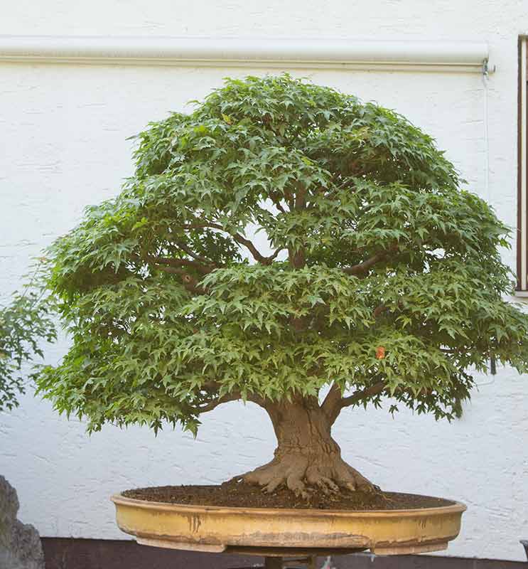 Walter Pall Bonsai Adventures: Repotting of the big maple