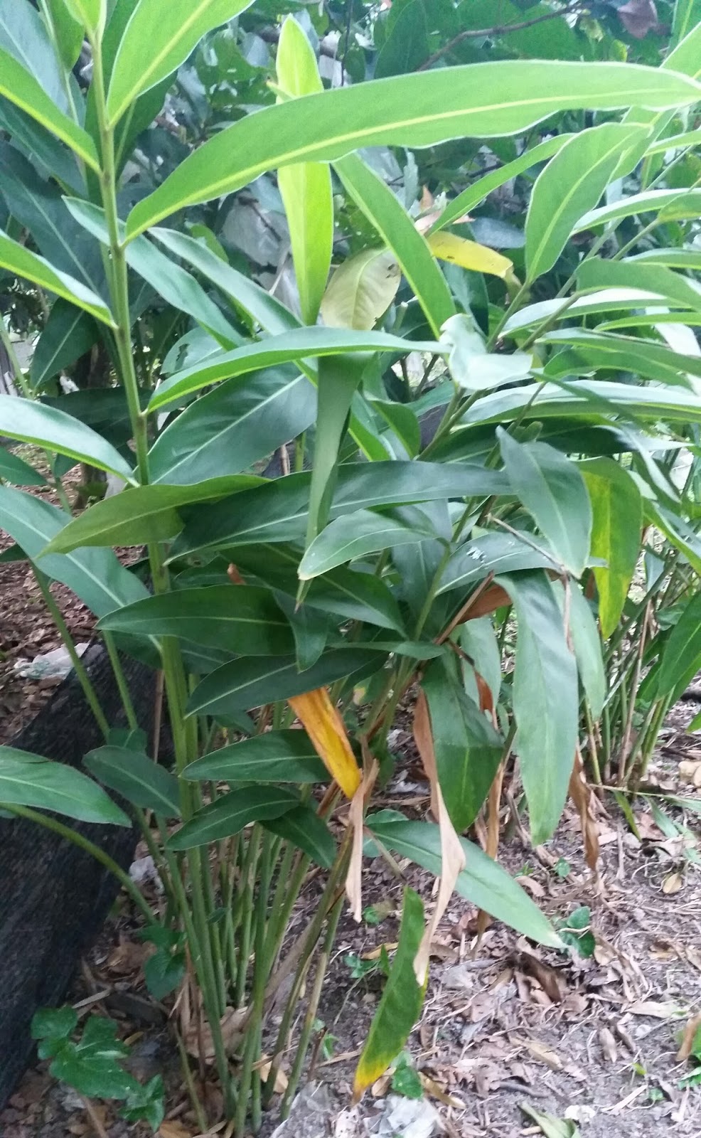 Warisan Petani: Sayur-sayuran Kampung.