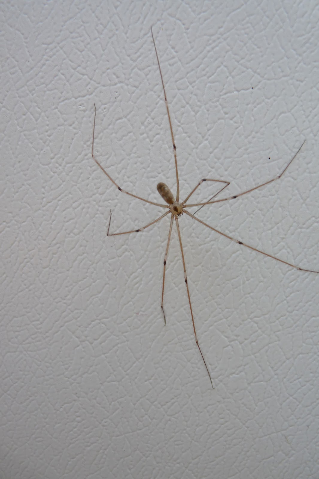 Northwest Norfolk Naturalists: Daddy long-legs spider