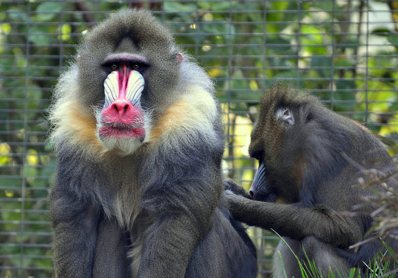 Mandrill | The Biggest Animals Kingdom