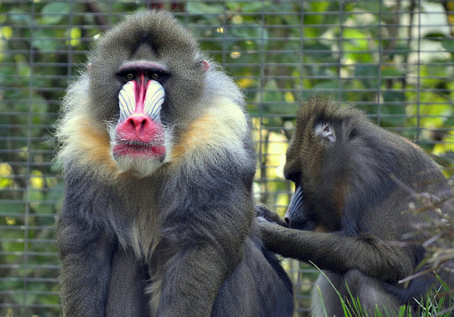 Mandrill | The Biggest Animals Kingdom