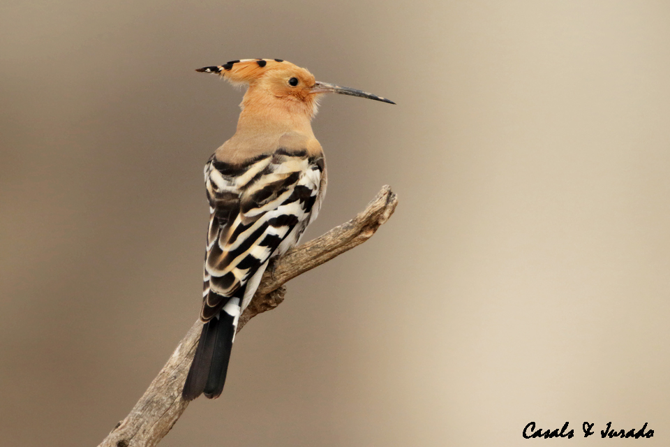 CRÒNIQUES NATURALISTES: FOTOS D'ALTRES GRUPS D'AUS