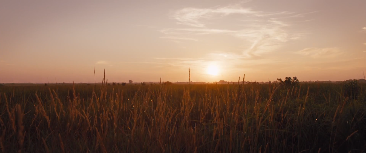 Fence Line In Divergent