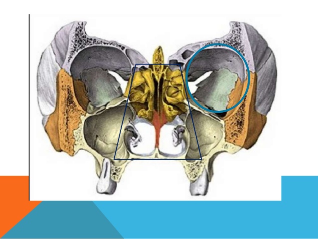 ANATOMÍA: Tejido óseo. EL CRÁNEO. TC, TAC, Rx, RADIOGRAFÍA.