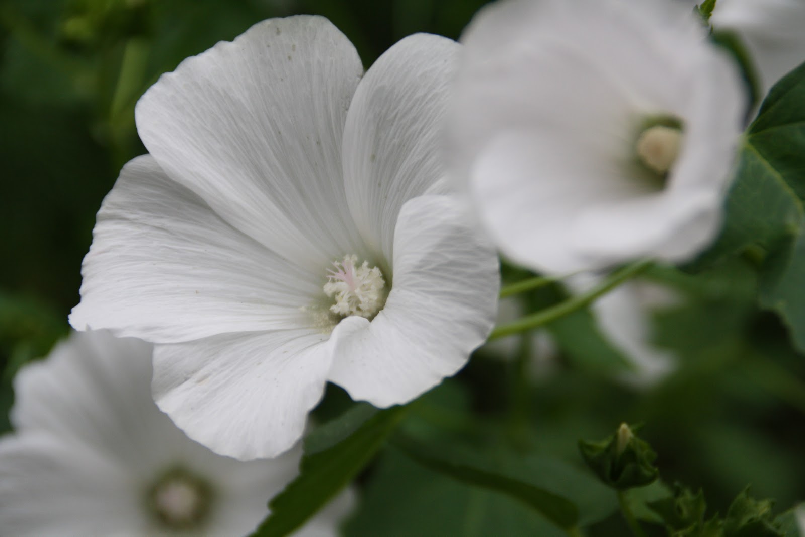 Frk. Anemone: Hvide blomster med X-Faktor