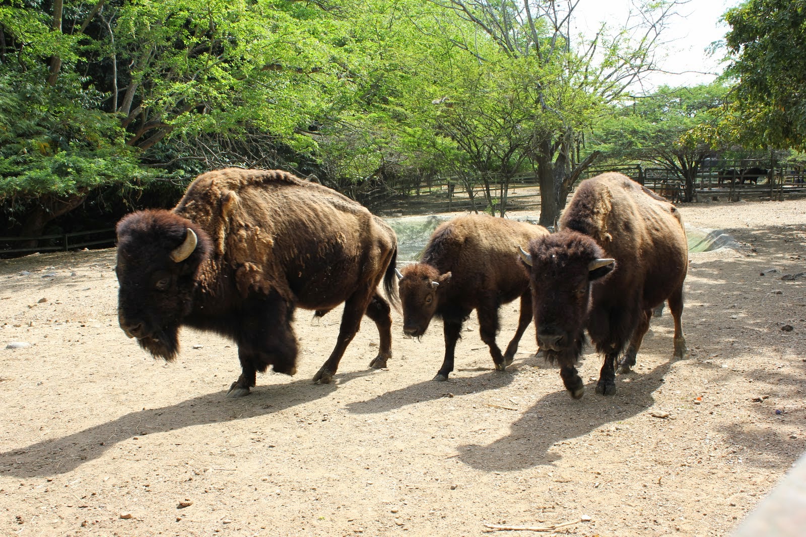 Grupo Sun Travel: El hermoso Parque Zoológico y Botánico Bararida