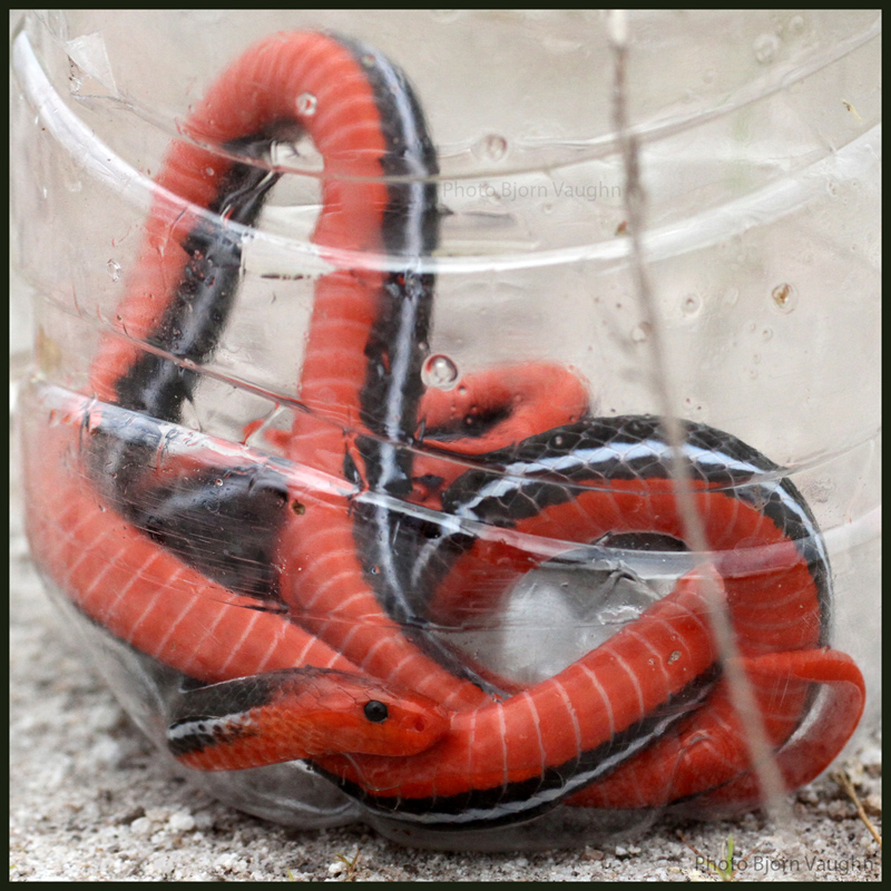 Our Beautiful World: Beautiful red snakes