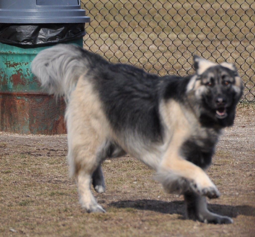Cooper's Shiloh Shepherd Blog