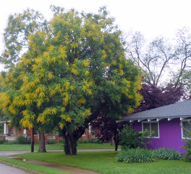 My Old Historic House: A Quest for the Golden Raintree!!!!