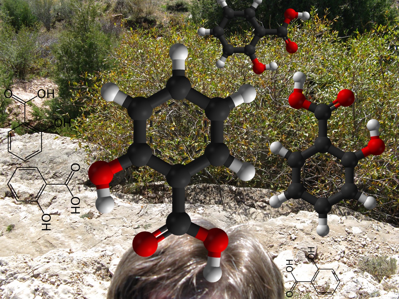 In the Company of Plants and Rocks: Tree on Drugs