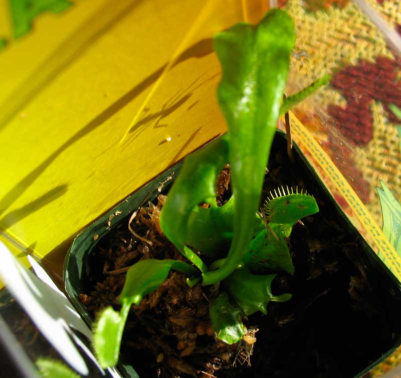Poppular Photography: Venus Flytrap