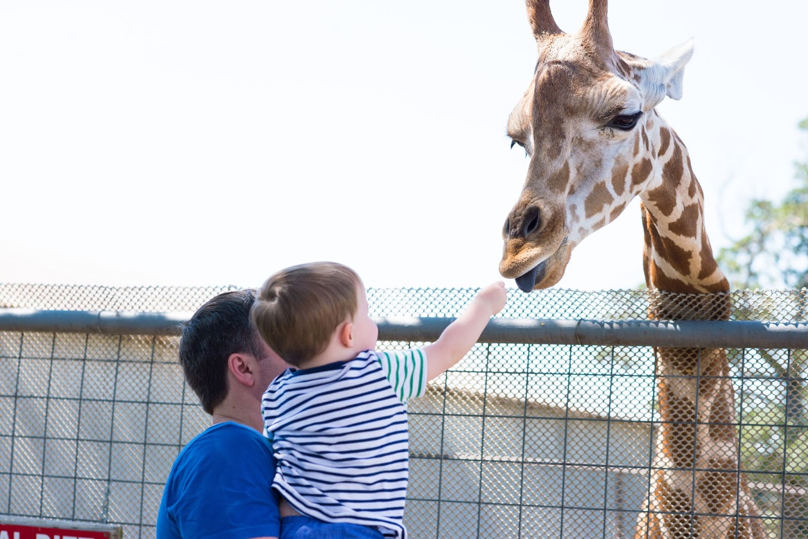 KARA'S STORIES: Gentry Zoo