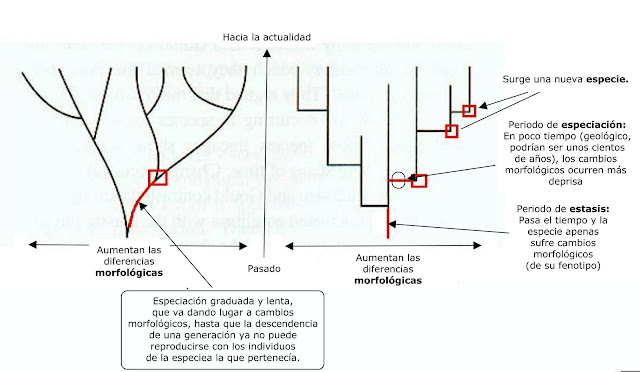 EVOLUCIÓN Y GEOCRONOLOGÍA: LAS TEORÍAS EVOLUCIONISTAS
