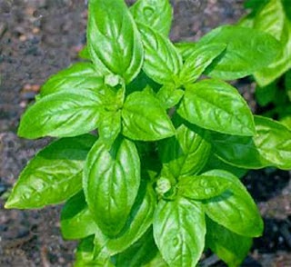 cultura verde: Obbatalá domeña el chichicate