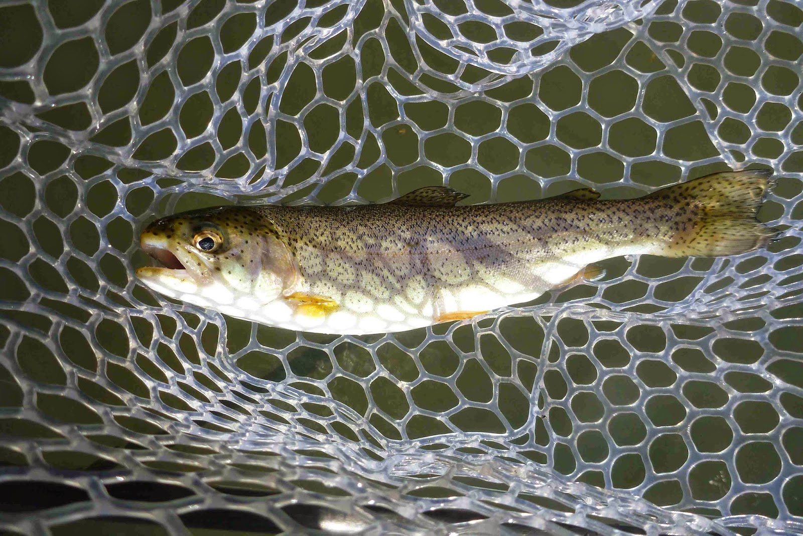 South Texas Piscatorial Pursuits: February 2015