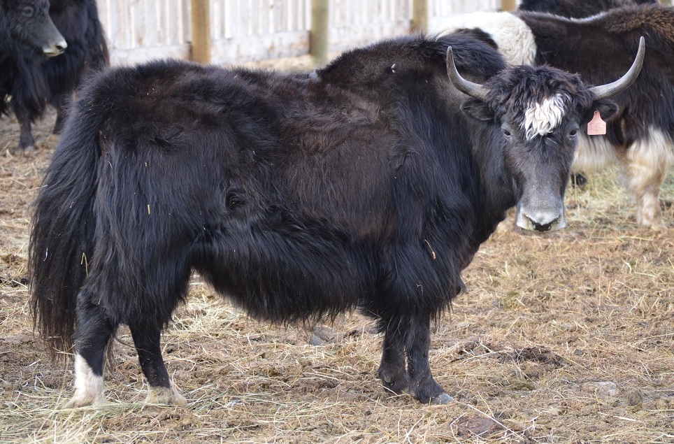 Springridge Ranch Grass-Fed Yak-Cross Beef: New Yak Cows at Springridge ...