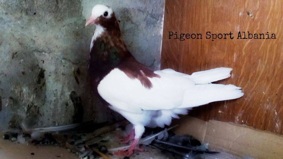 PIGEON SPORT ALBANIA: Pellumba Ballinj larusha (PIGEON 7 ALBANIA)
