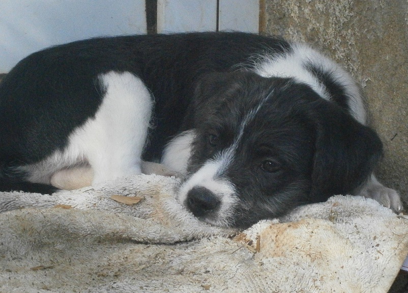 mispequeñosgigantesde4patas-2: ARCO, CACHORRO X BRETON Y COCKER-CADIZ
