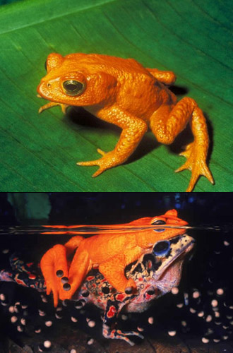 10 Spesies Katak yang Pelik Lagi Unik..!!