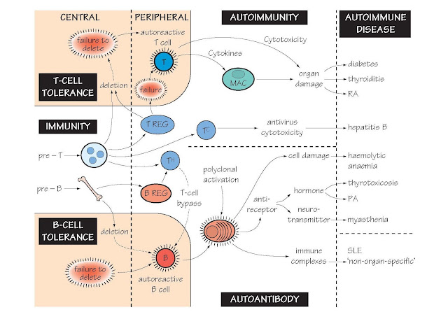 Autoimmune Disease - pediagenosis