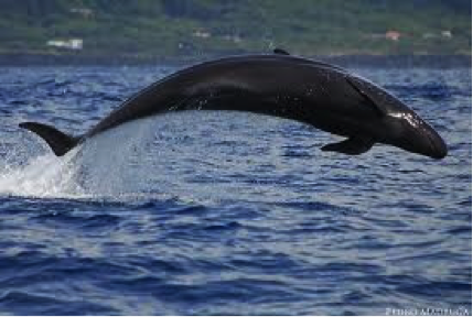 Descubriendo Cetáceos: Falsa orca