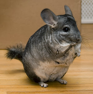 Chinchilla Animals | Interesting Facts & Latest Pictures | All Wildlife ...