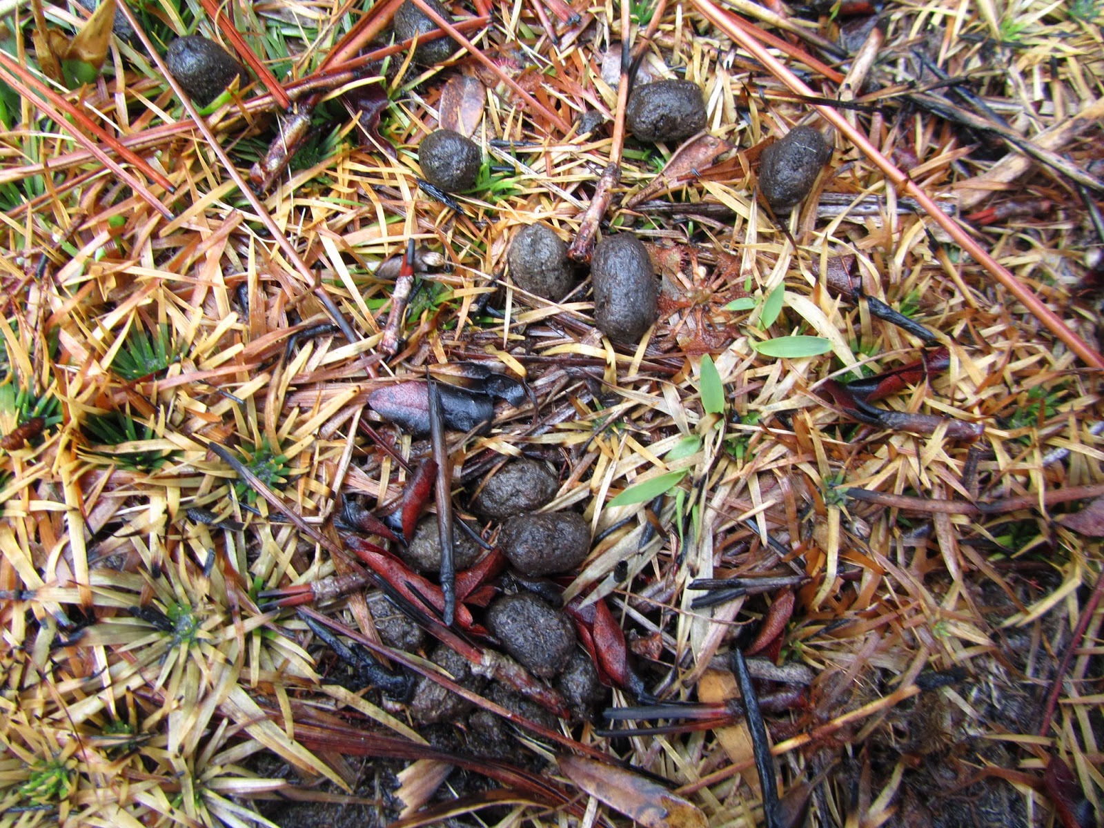 Nature Is Real: Jennings State Forest