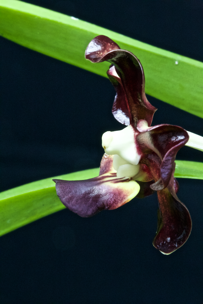 Les Orchidées de Fred en photos: Vanda merrillii var rotori
