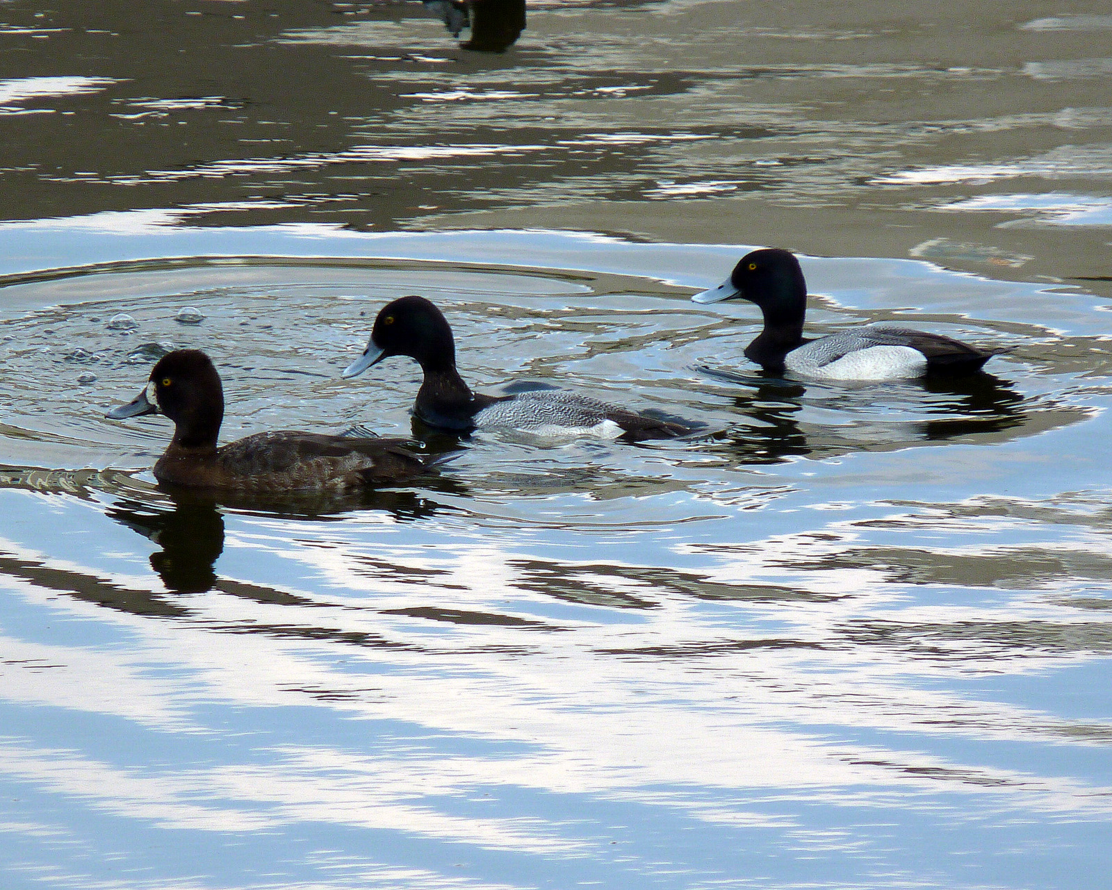 My Florida Backyard: Duck and Dive