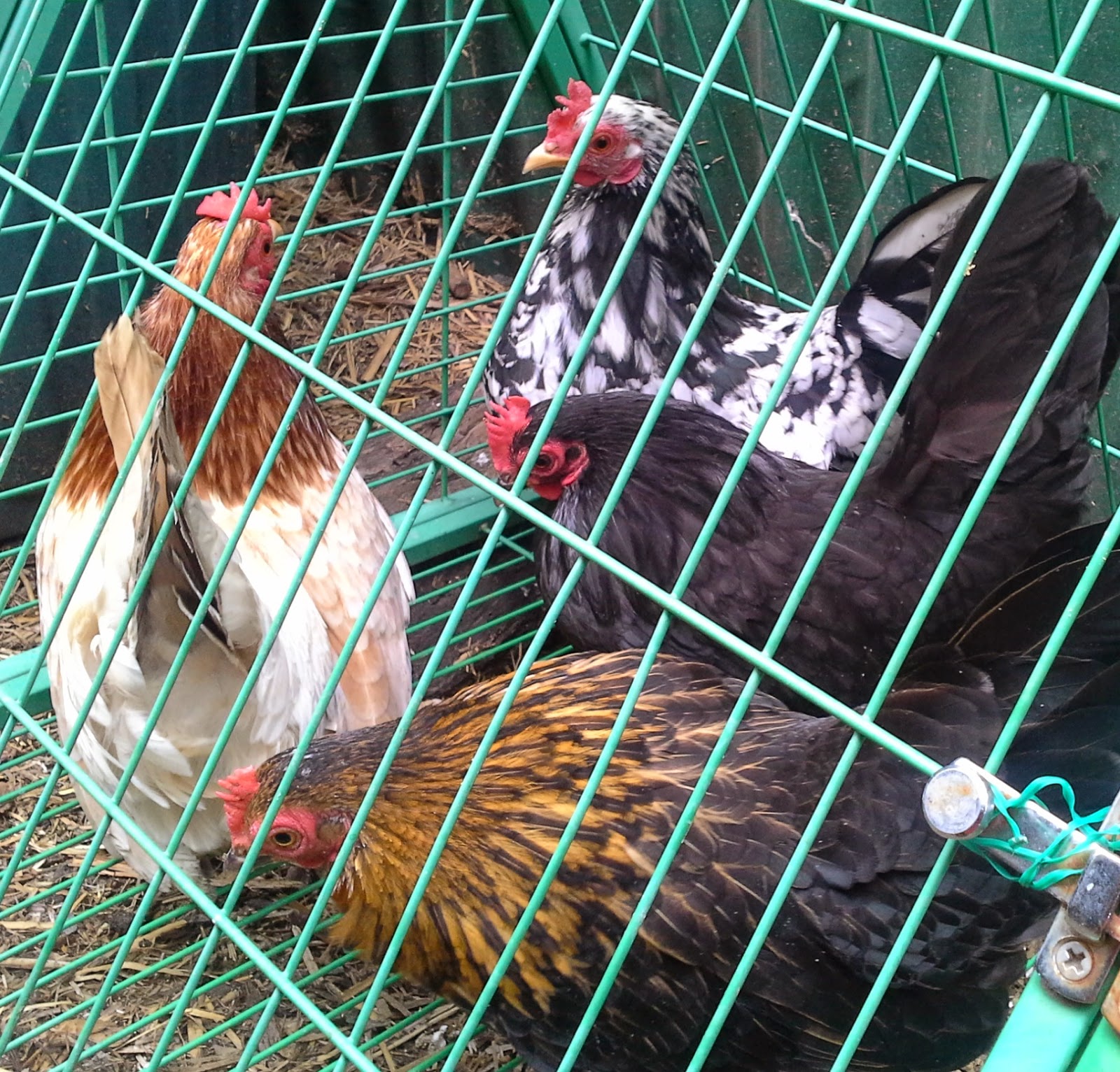 The Feathered Garden: Chook breeds for Freya