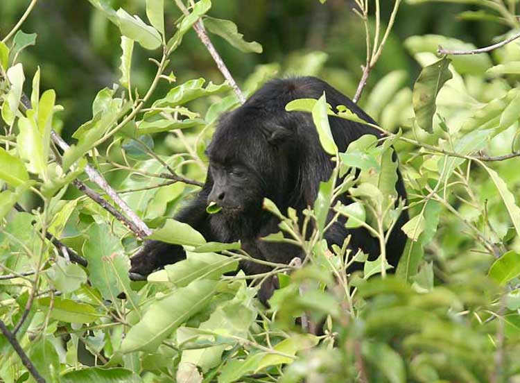 Ambiência: Grupo quer tirar macaco guariba do risco de extinção