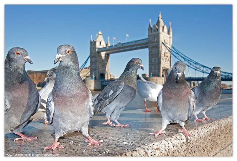 Fraser's Birding Blog: Birds posing at famous London landmarks