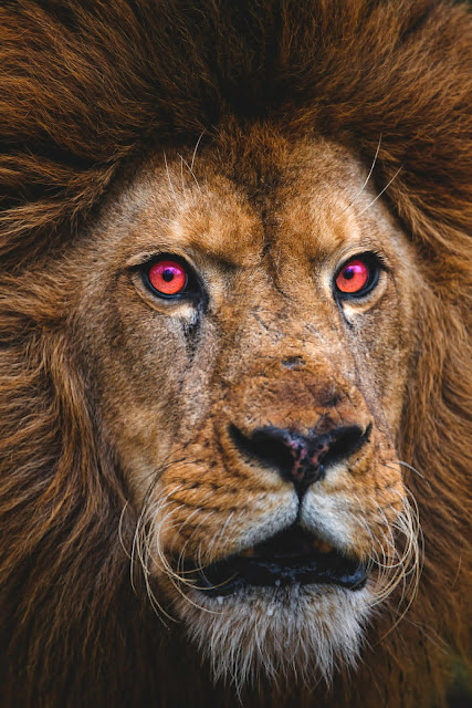 daily timewaster: The Predator's Stare