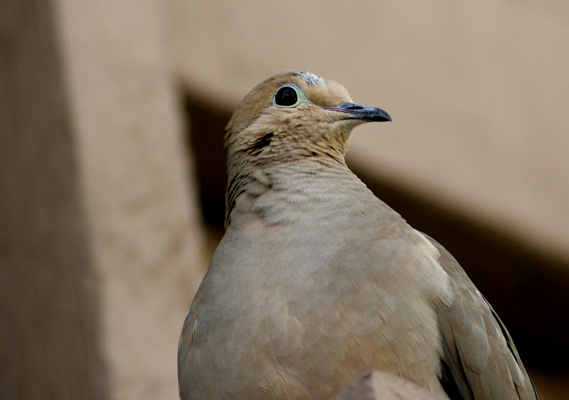 A photo, A thought............: Bird: Mourning dove, an epitome of ...