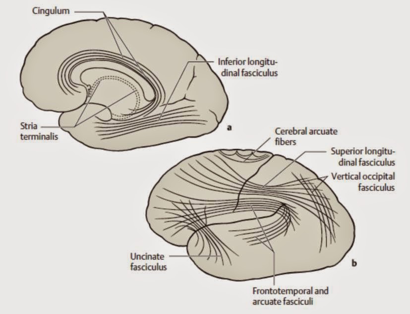 Anatomi dan Fisiologi Susunan Saraf Pusat