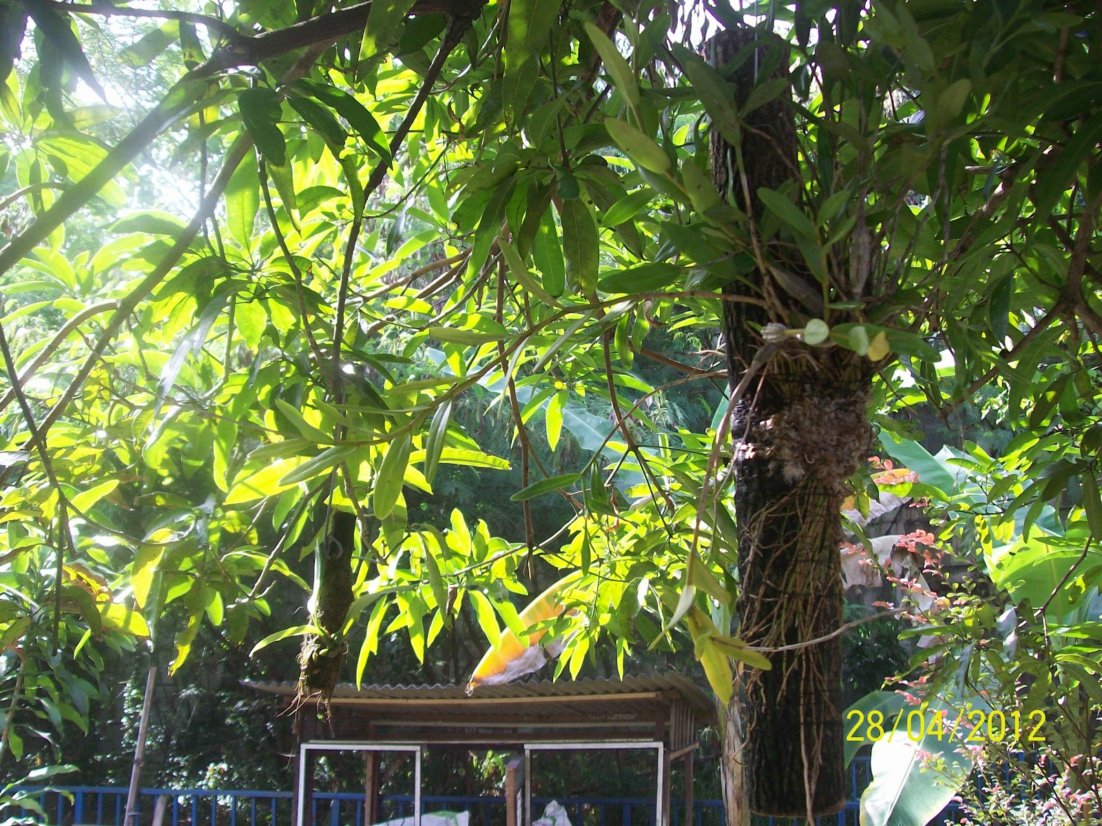 Mari Kita Bercucuk Tanam: Orkid Ku