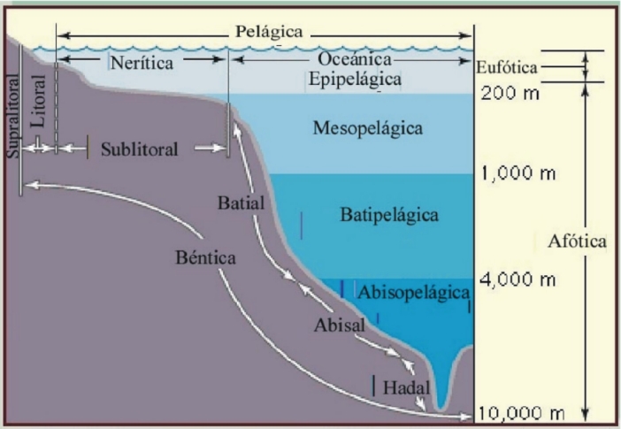 Ambiente Sedimentario Marino