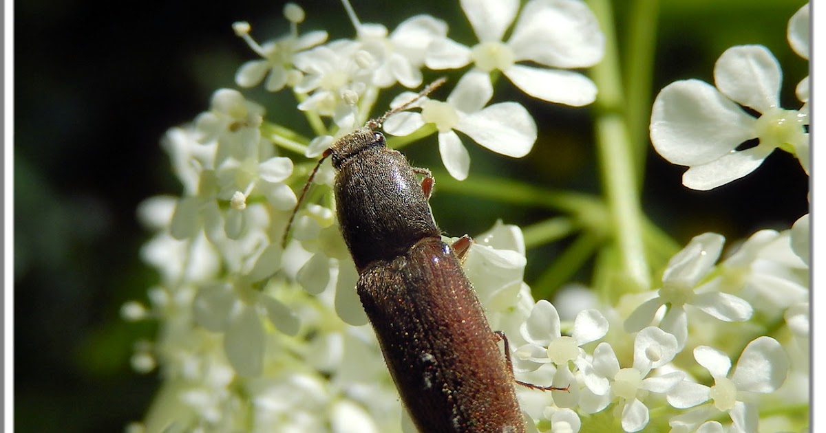 Photos Daniel: Insecte Fleur