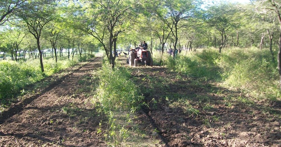 Parque Chaqueño Forestal: Siembra de pasto en predio forestado con ...