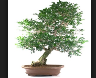 Galeri Gambar Bonsai Kemuning (Murraya Paniculata Wallpaper)