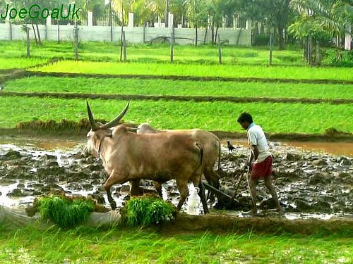 Rythu Rajyam: Rythu Rajyam