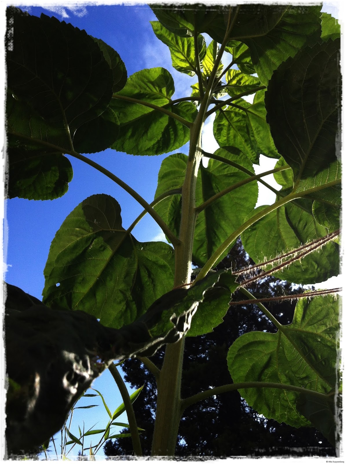 Kaalvoet in Engeland: Groente groei is lekker!