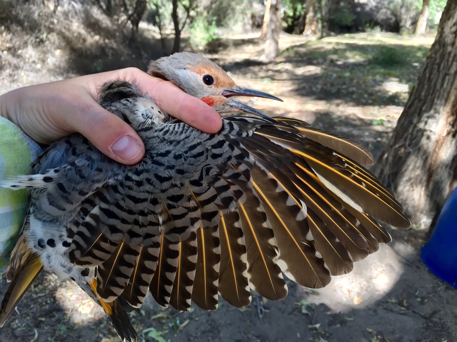 Presque Isle State Park Bird Banding: Fun with Flickers!