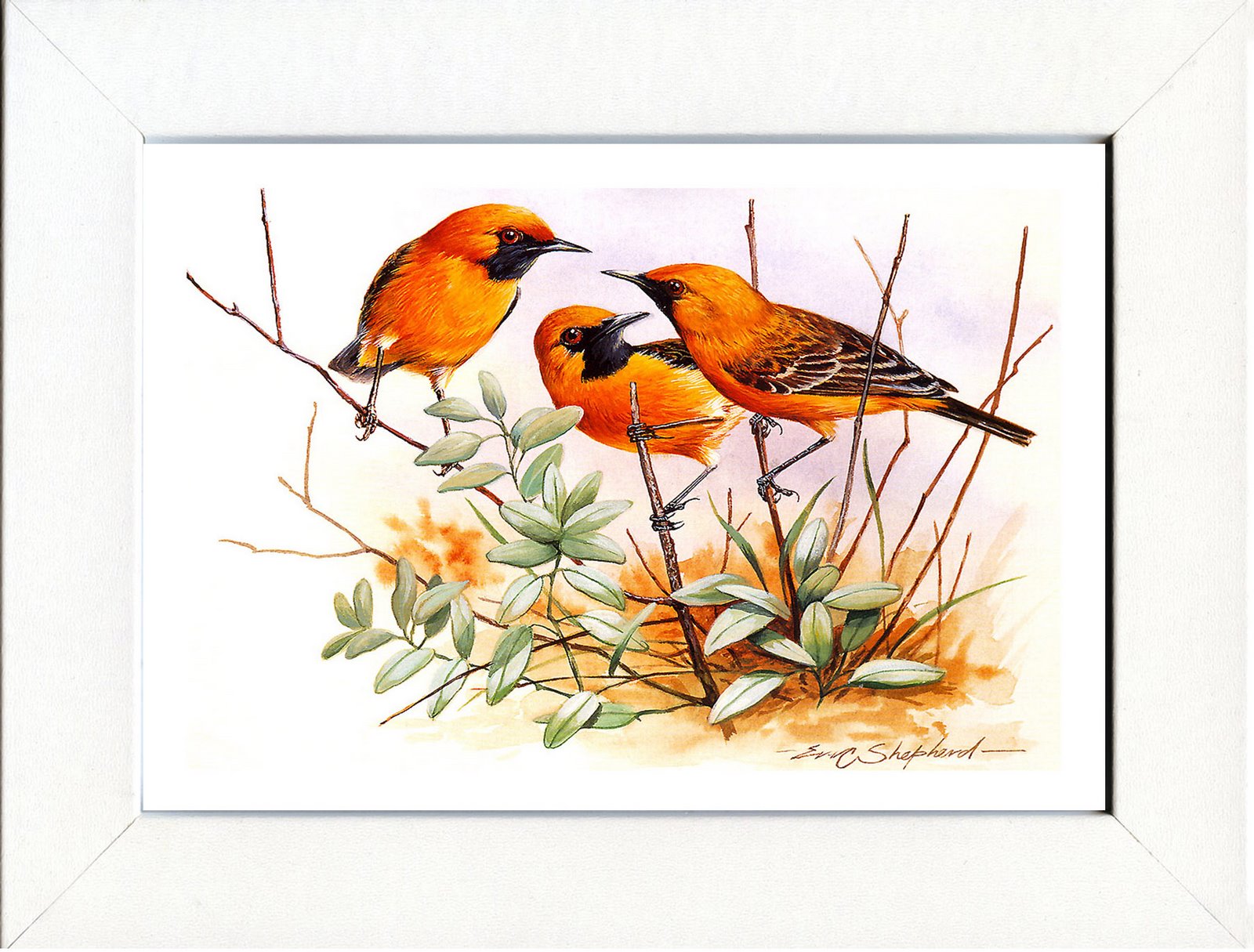 jjjewel.resimlerim: KUŞ VE DOĞA TEMALI RESİMLER