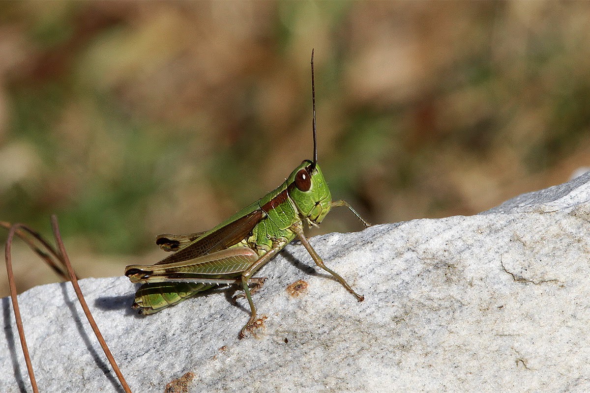 Bhutan Land Of The Thunder Dragon: BHUTAN: Land of Butterflies, Spiders ...