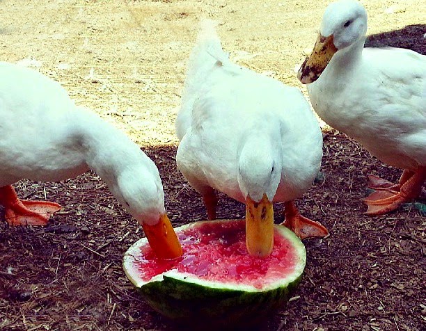 Tips to Help Your Ducks Stay Cool This Summer - Fresh Eggs Daily® with ...