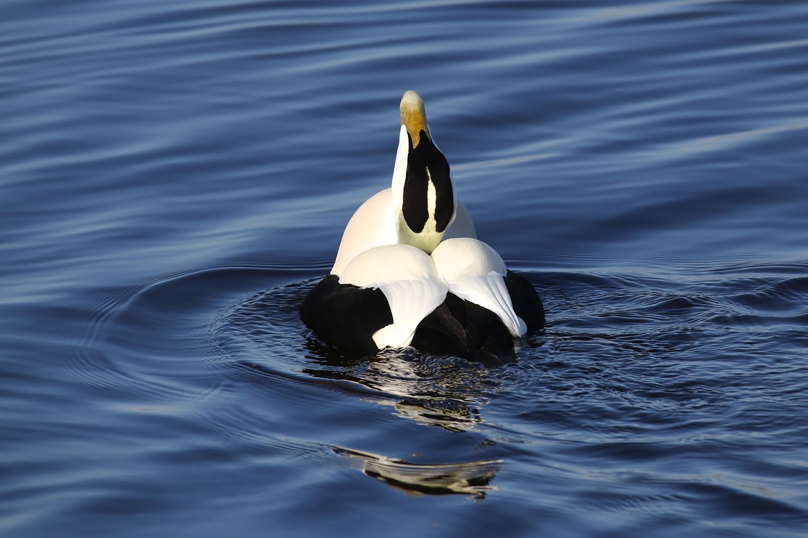 TrogTrogBlog: Bird of the week - Common eider