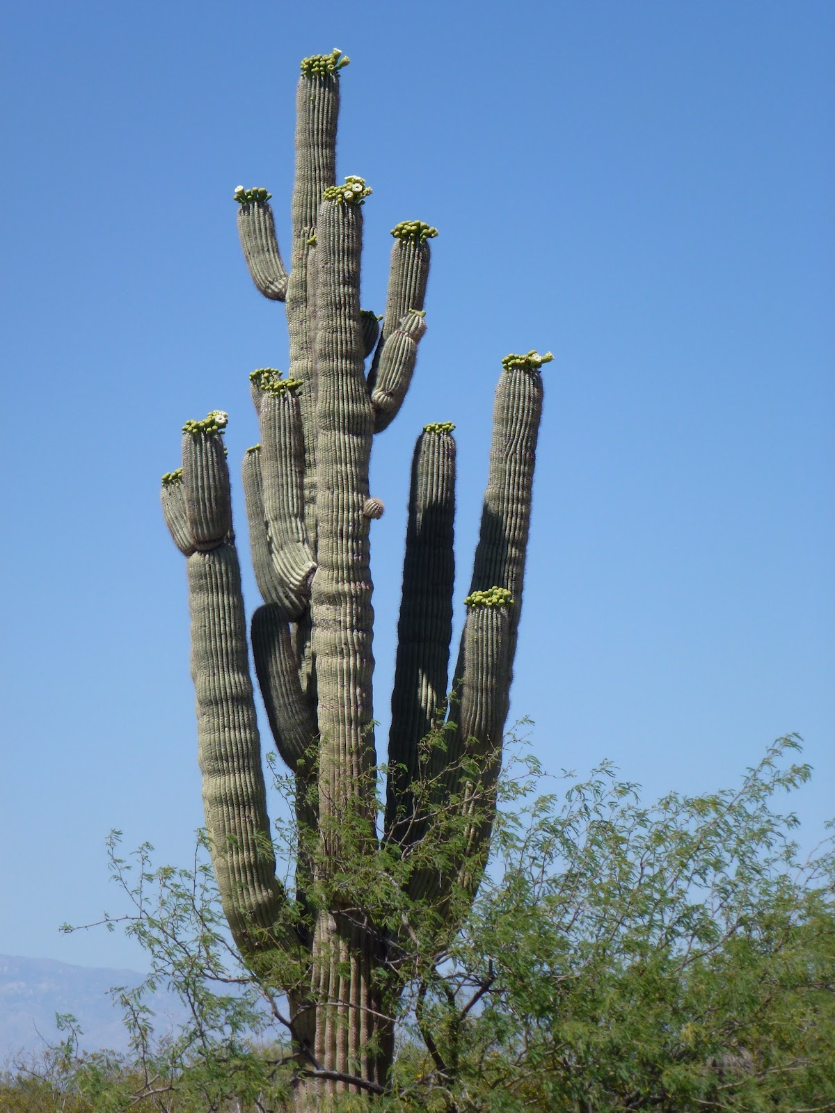 Road Runner: Saguaro Cactus Flower & Others