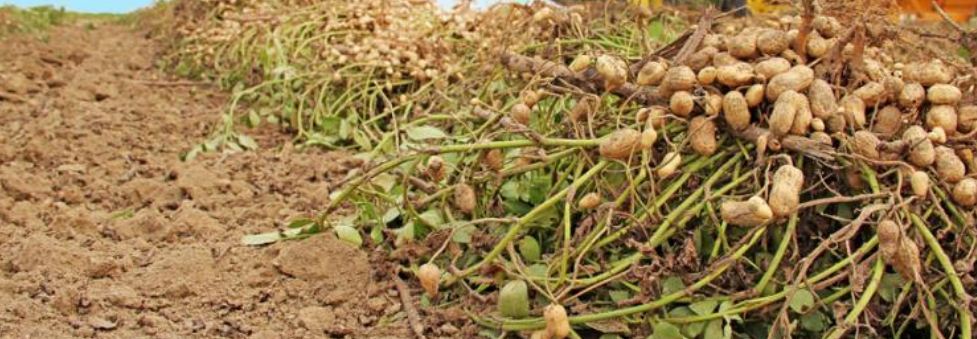 Brief description on how to start groundnut farming in Nigeria ...